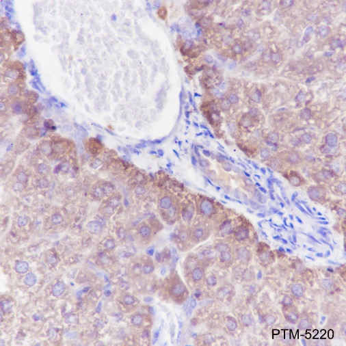 PTM BIO
