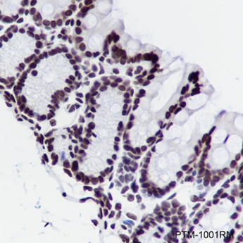 PTM BIO