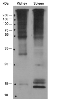 PTM BIO