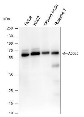 PTM BIO