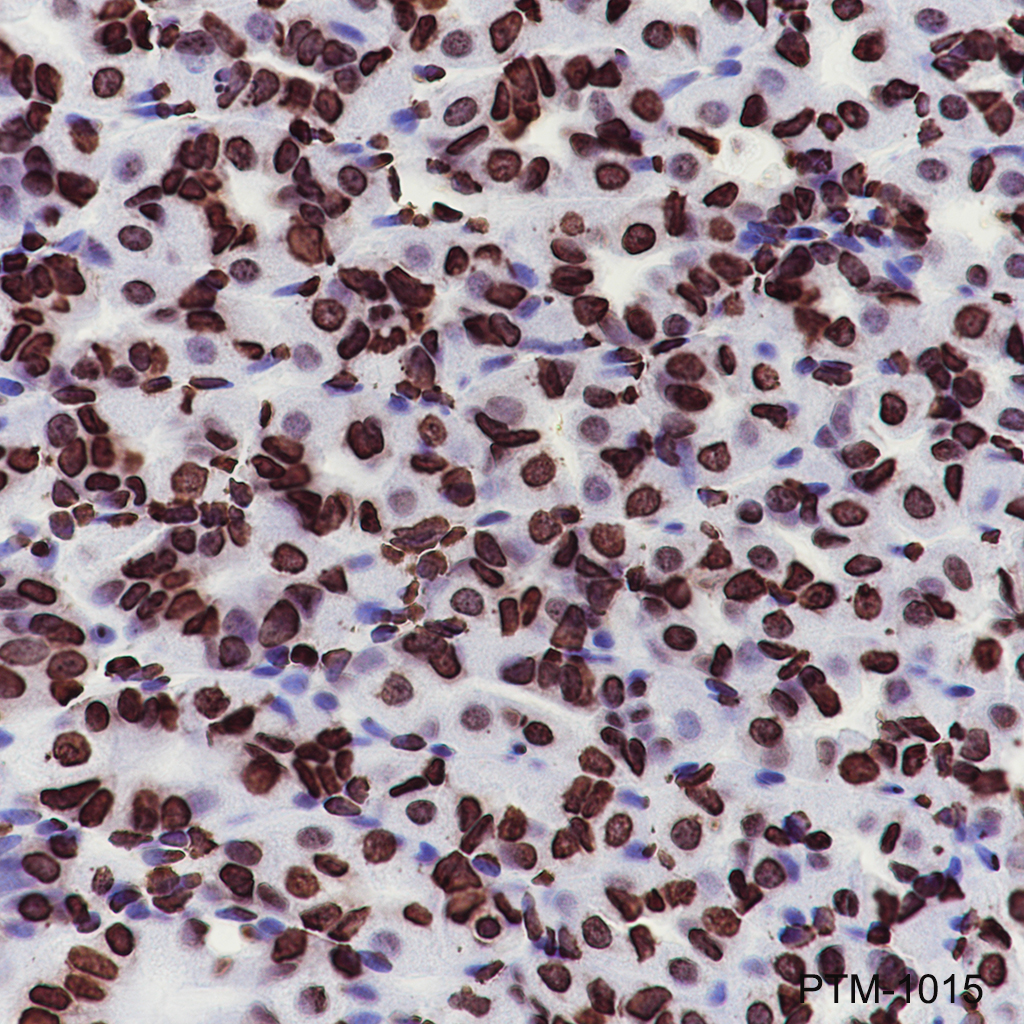 PTM BIO