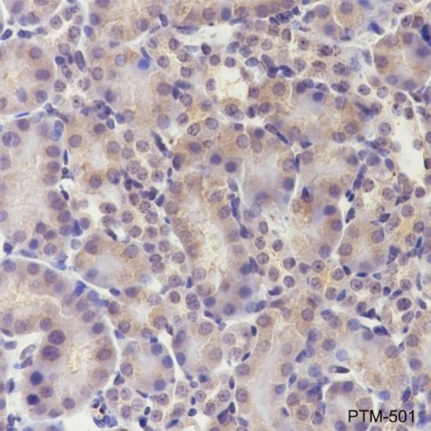 PTM BIO