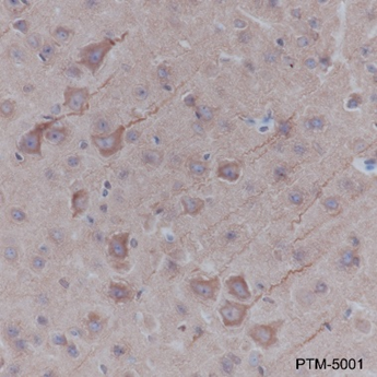 PTM BIO