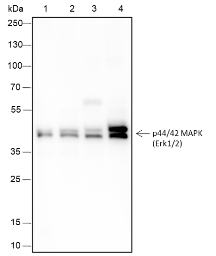 PTM BIO